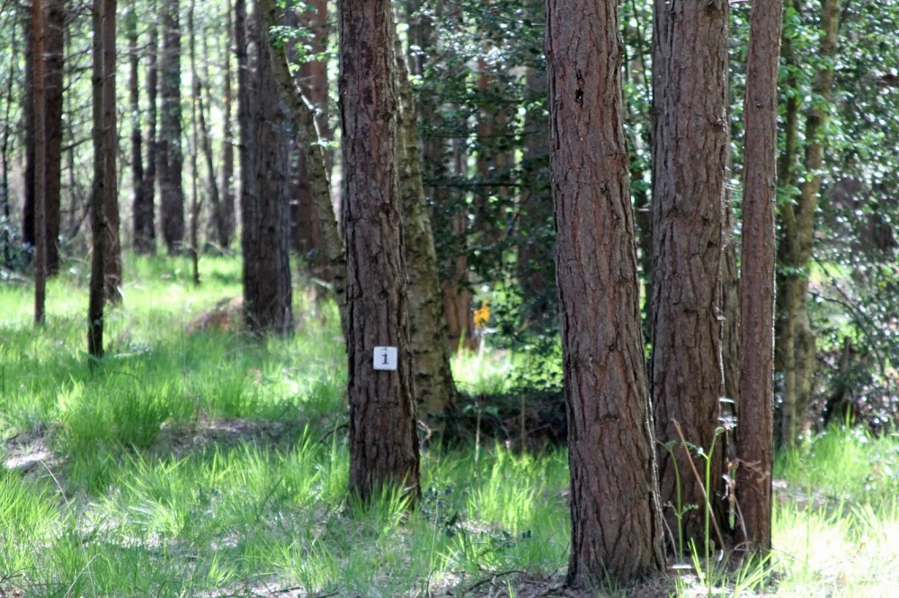 Shooting Disciplines - BFTO